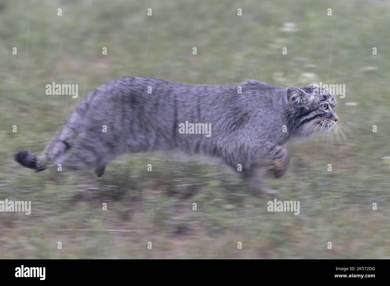 Mongolia, East Mongolia, Steppe area, Pallas's cat (Otocolobus manul ...