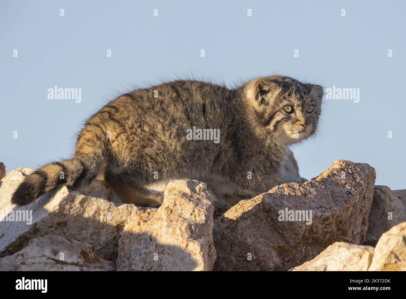 Mongolia, East Mongolia, Steppe area, Pallas's cat (Otocolobus manul ...
