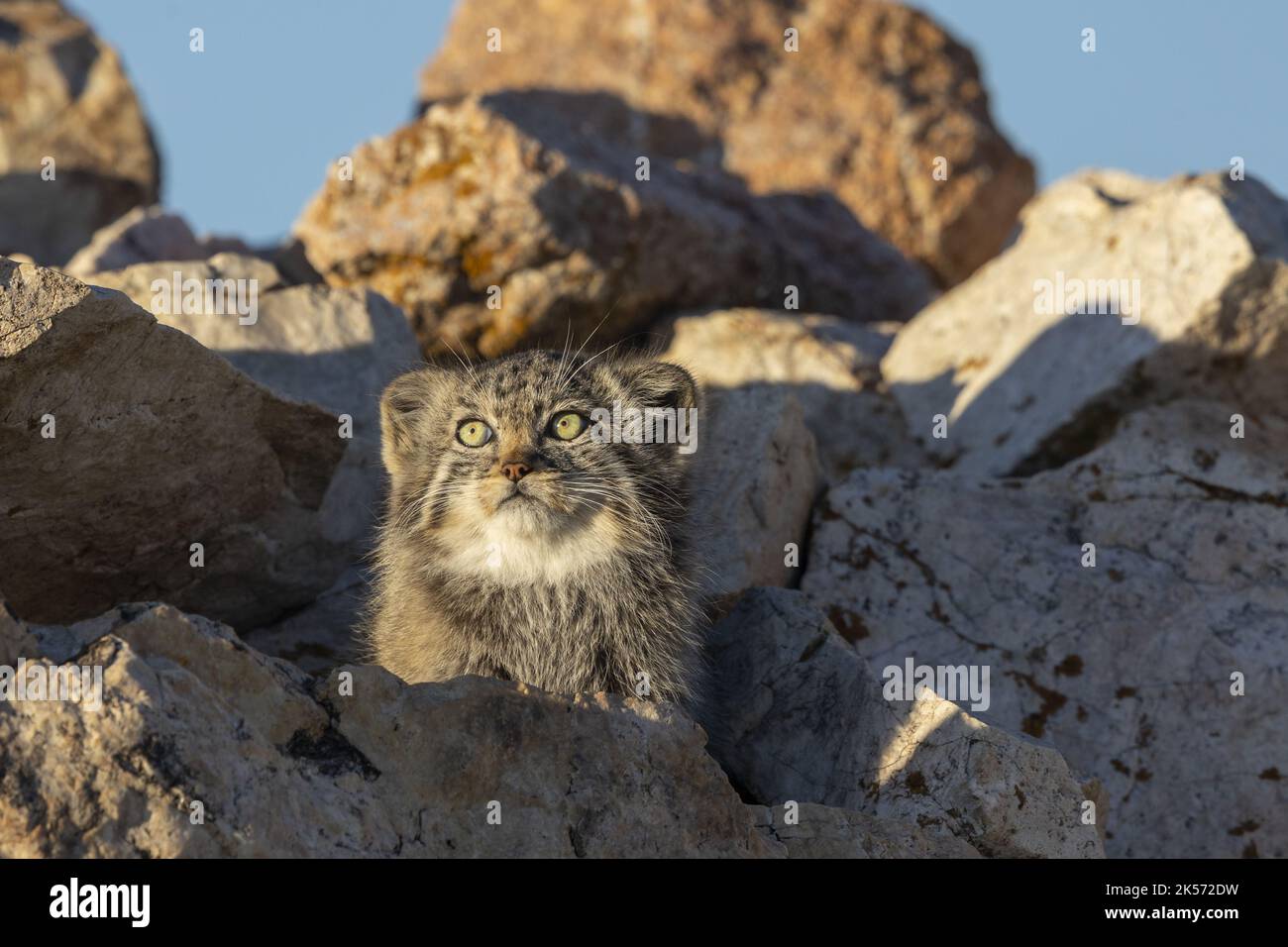 Mongolia, East Mongolia, Steppe area, Pallas's cat (Otocolobus manul ...