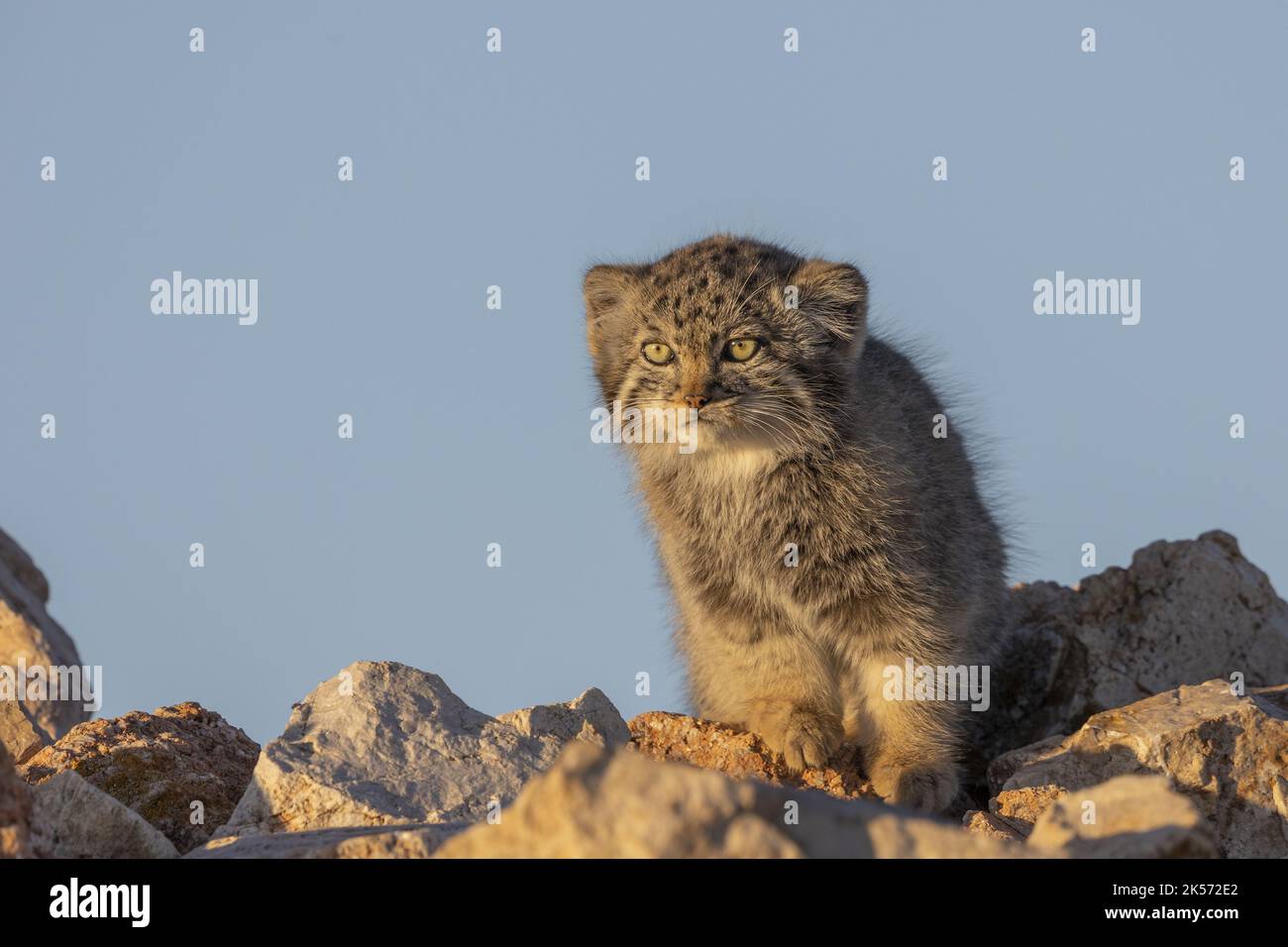 Mongolia, East Mongolia, Steppe area, Pallas's cat (Otocolobus manul ...