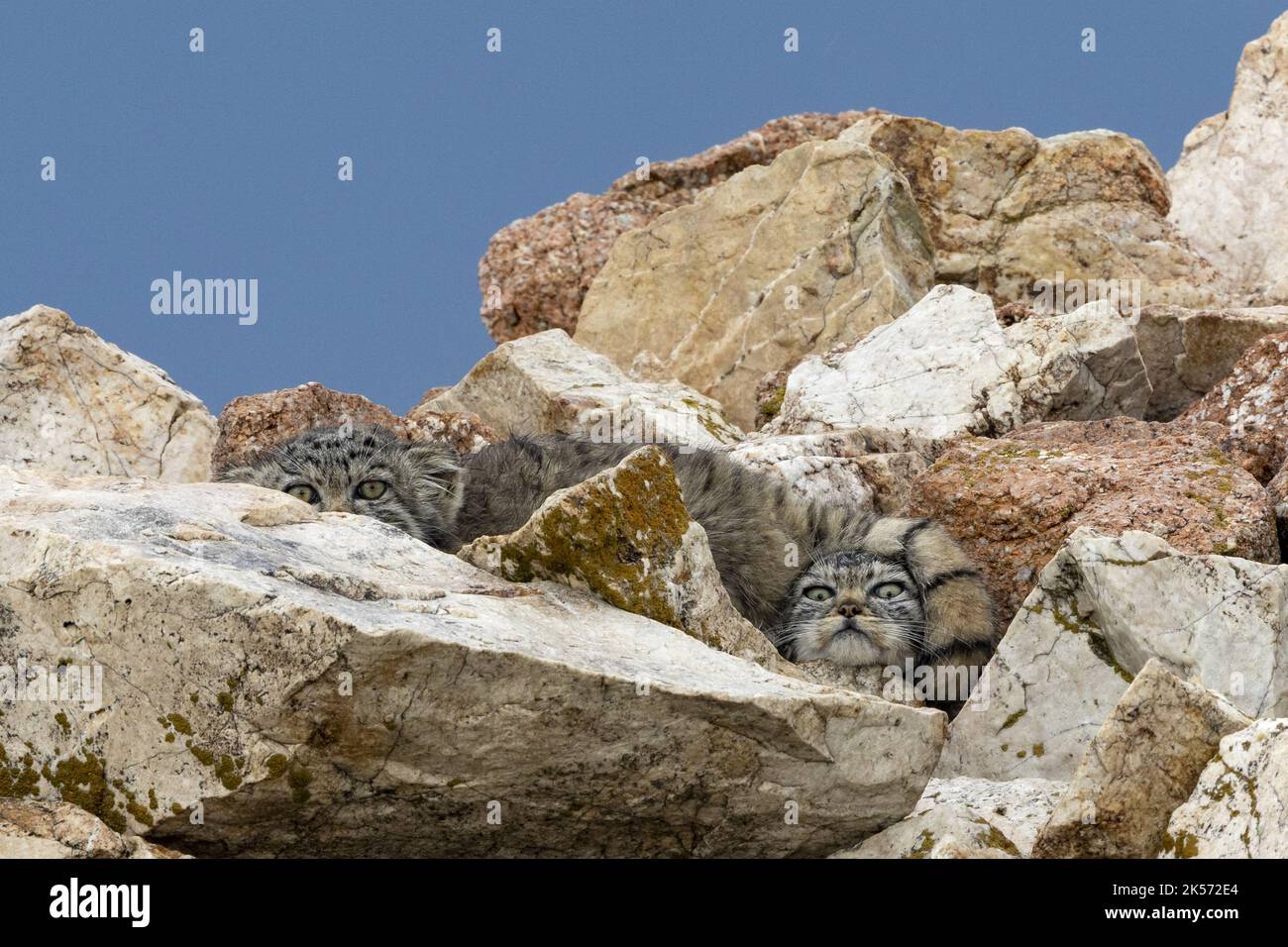 Mongolia, East Mongolia, Steppe area, Pallas's cat (Otocolobus manul ...