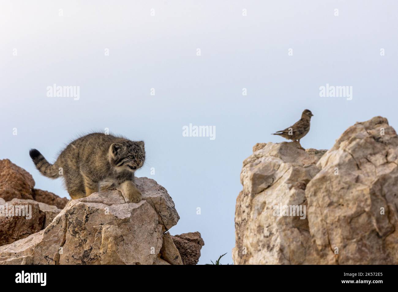 Mongolia, East Mongolia, Steppe area, Pallas's cat (Otocolobus manul ...