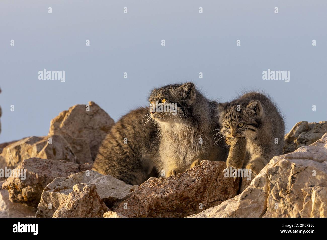 Mongolia, East Mongolia, Steppe area, Pallas's cat (Otocolobus manul ...