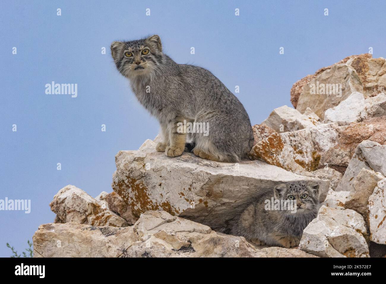 Mongolia, East Mongolia, Steppe area, Pallas's cat (Otocolobus manul ...