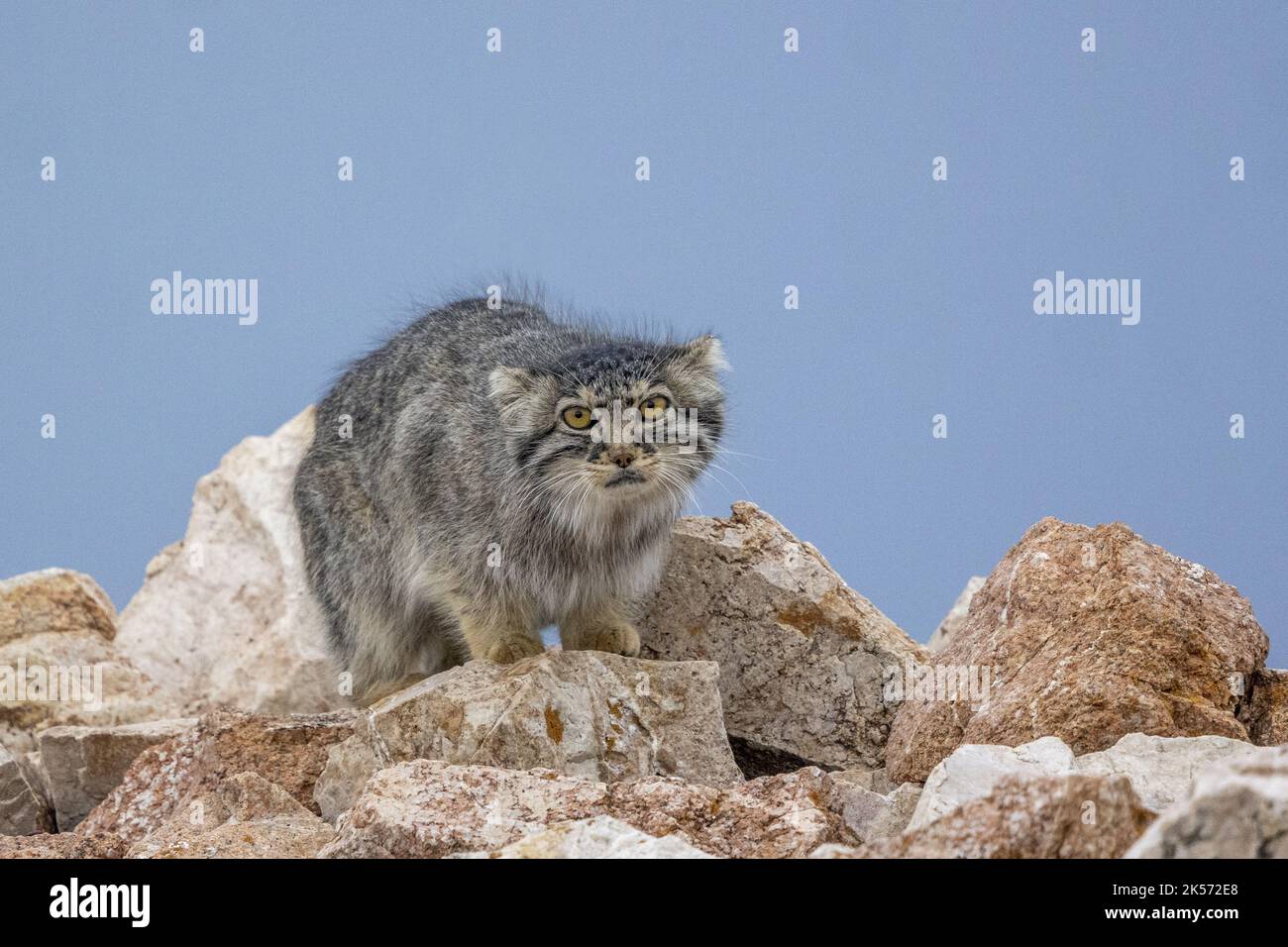 Mongolia, East Mongolia, Steppe area, Pallas's cat (Otocolobus manul ...