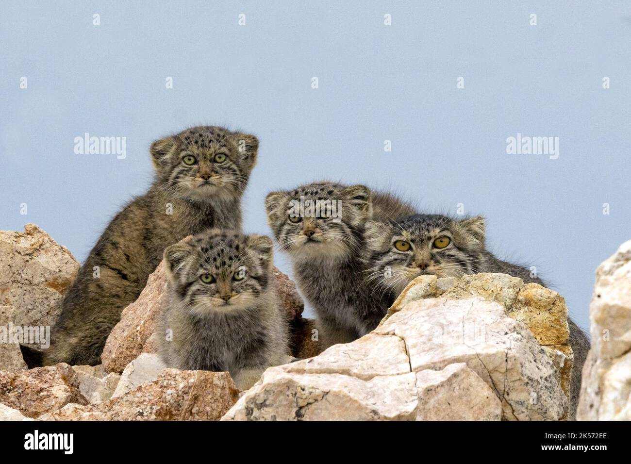 Mongolia, East Mongolia, Steppe area, Pallas's cat (Otocolobus manul ...