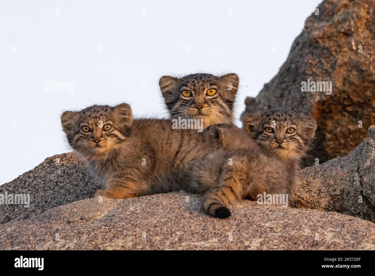 Mongolia, East Mongolia, Steppe area, Pallas's cat (Otocolobus manul ...