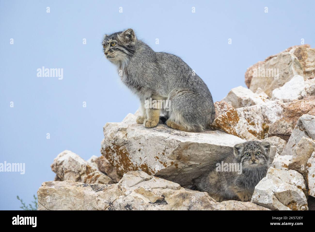 Mongolia, East Mongolia, Steppe area, Pallas's cat (Otocolobus manul ...