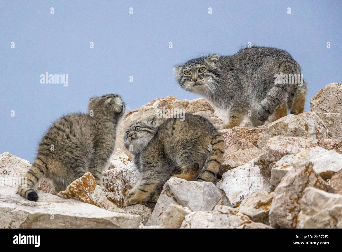 Mongolia, East Mongolia, Steppe area, Pallas's cat (Otocolobus manul ...
