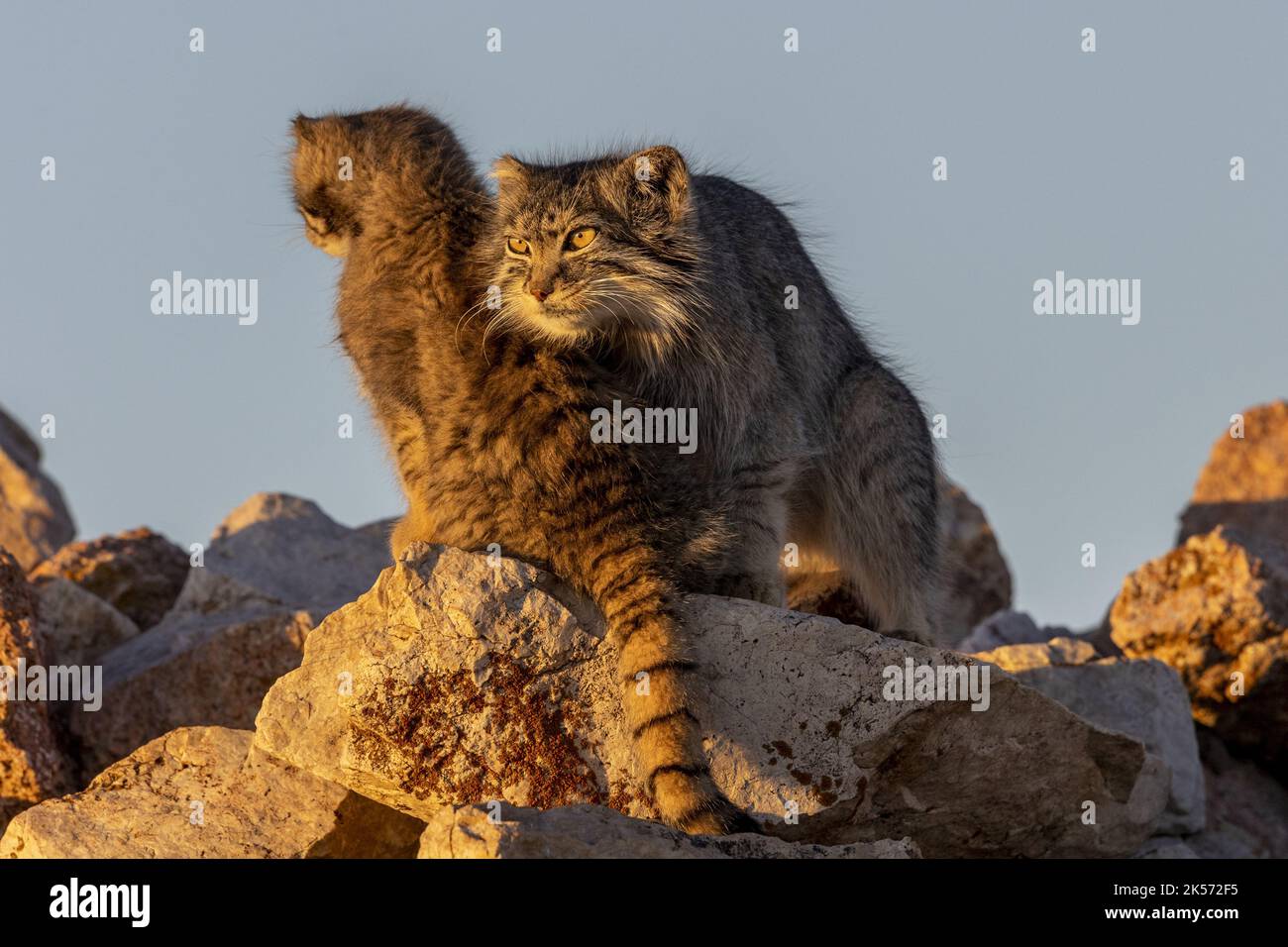 Mongolia, East Mongolia, Steppe area, Pallas's cat (Otocolobus manul ...