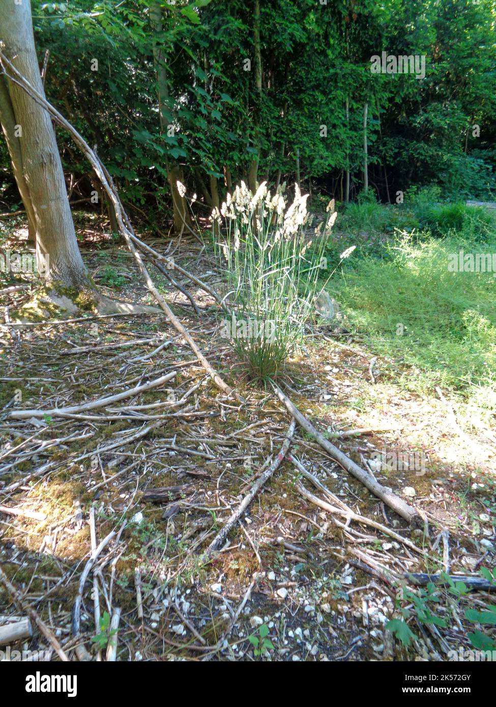 Intimate woodland landscapes demonstration patterns and textures in ...