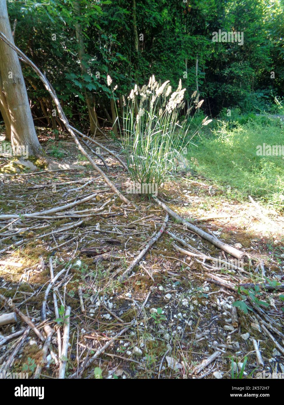 Intimate woodland landscapes demonstration patterns and textures in ...