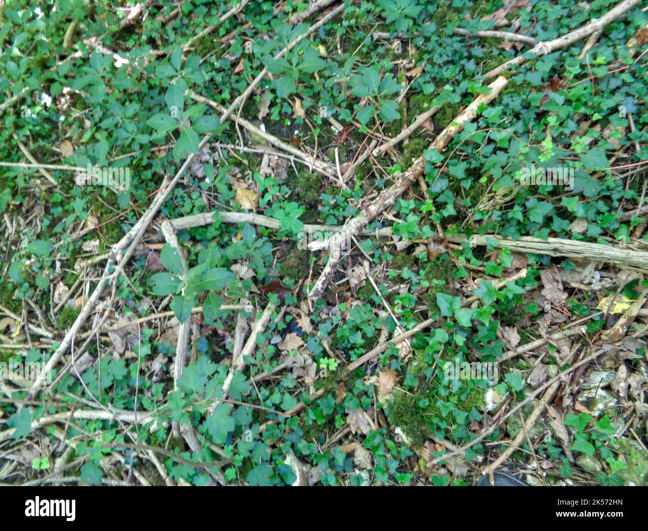 Intimate woodland landscapes demonstration patterns and textures in ...
