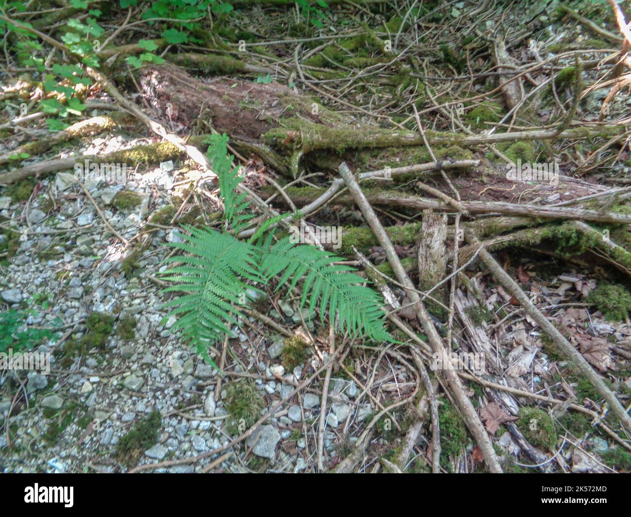 Intimate woodland landscapes demonstration patterns and textures in ...
