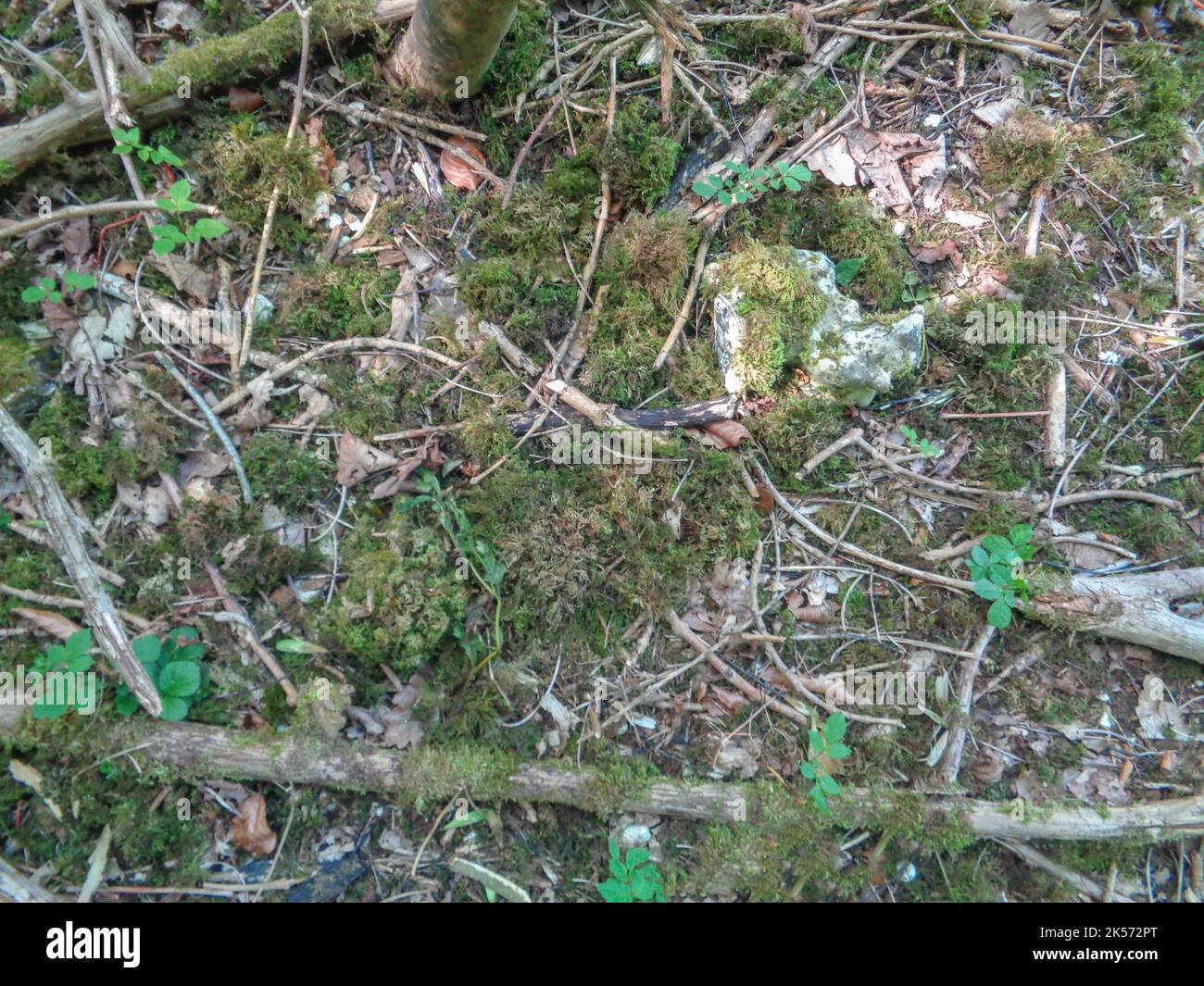 Intimate woodland landscapes demonstration patterns and textures in ...
