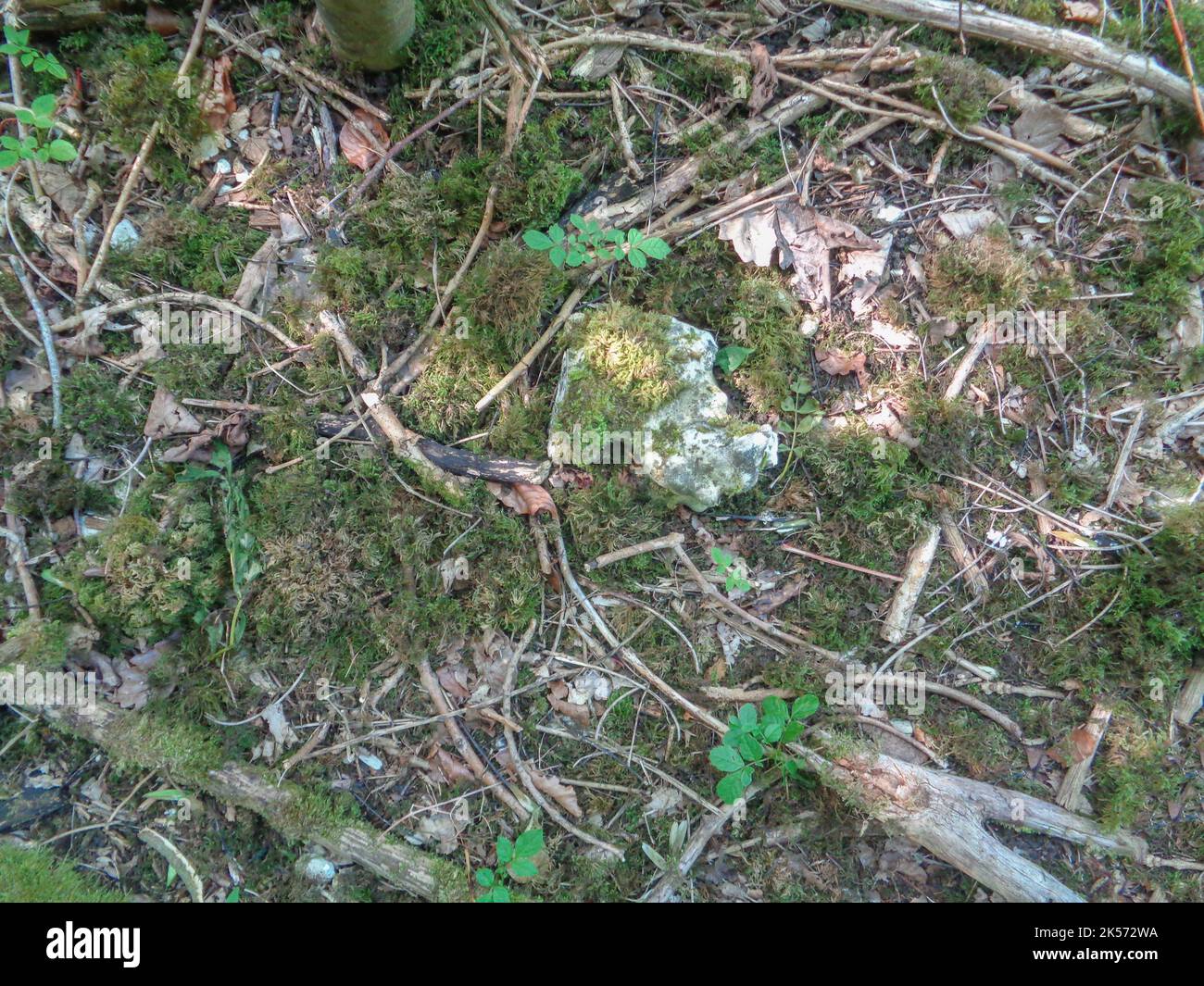 Intimate woodland landscapes demonstration patterns and textures in ...