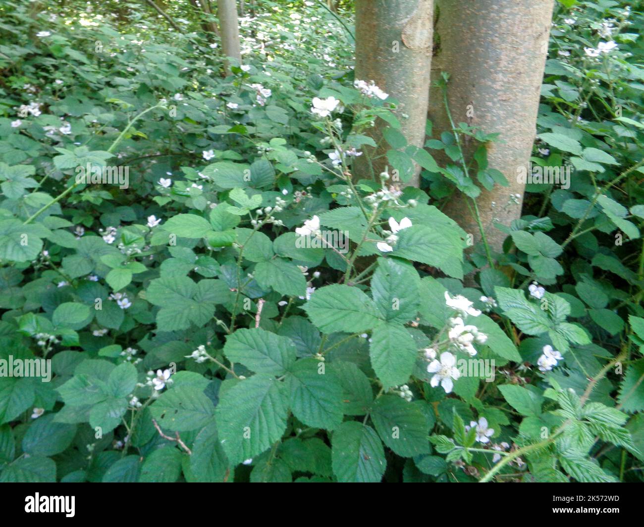 Intimate woodland landscapes demonstration patterns and textures in ...