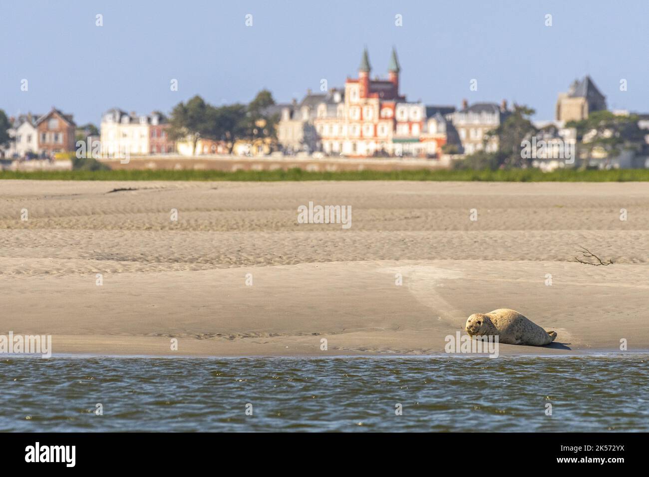 France, Somme, Somme Bay, Saint-Valery-sur-Somme, Cap Hornu, Lone seal ...