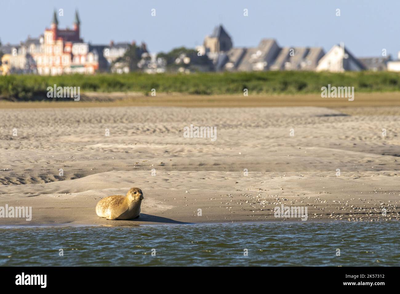 France, Somme, Somme Bay, Saint-Valery-sur-Somme, Cap Hornu, Lone seal ...