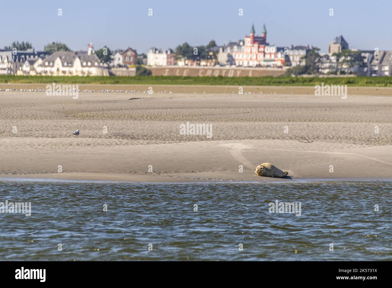 France, Somme, Somme Bay, Saint-Valery-sur-Somme, Cap Hornu, Lone seal ...