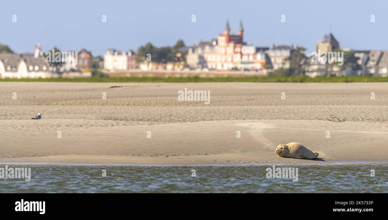 France, Somme, Somme Bay, Saint-Valery-sur-Somme, Cap Hornu, Lone seal ...