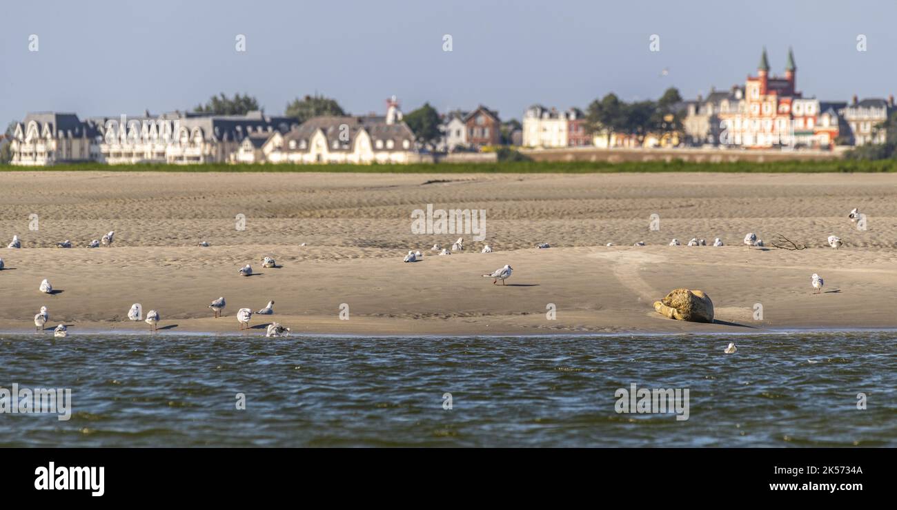 France, Somme, Somme Bay, Saint-Valery-sur-Somme, Cap Hornu, Lone seal ...