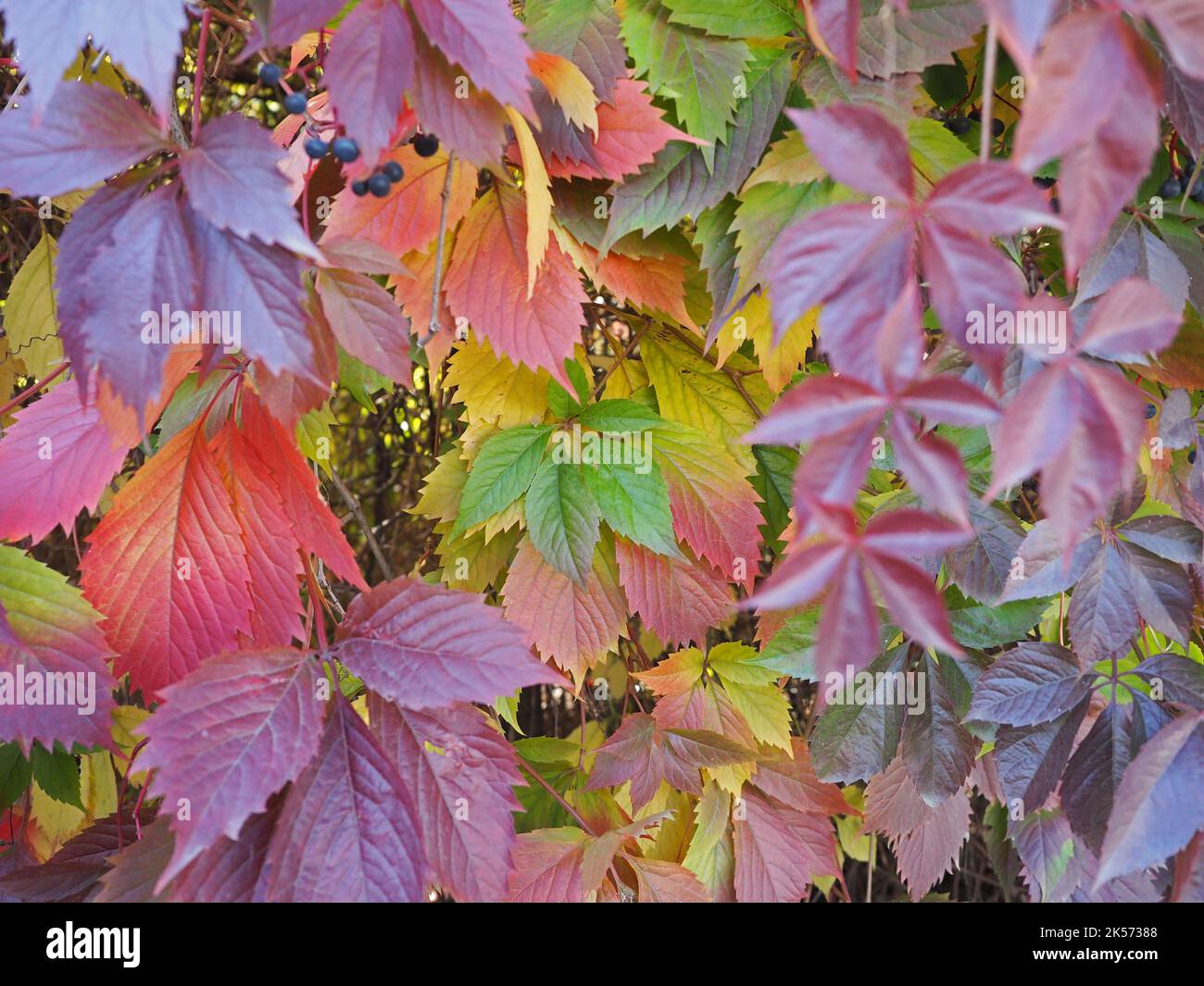 Natural fence background Virginia Creeper Stock Photo - Alamy