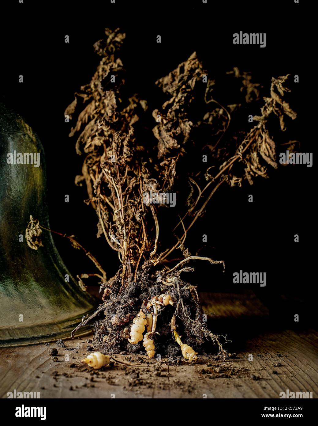 France, Essonne, Yerres, vegetables grown in the vegetable garden of ...