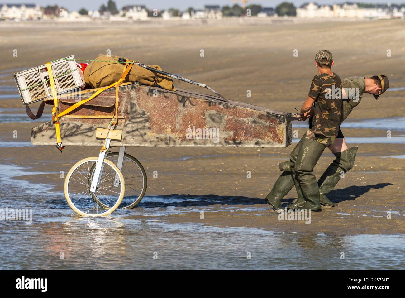 France, Somme, Bay of the Somme, Le Hourdel, two hunters pull their ...