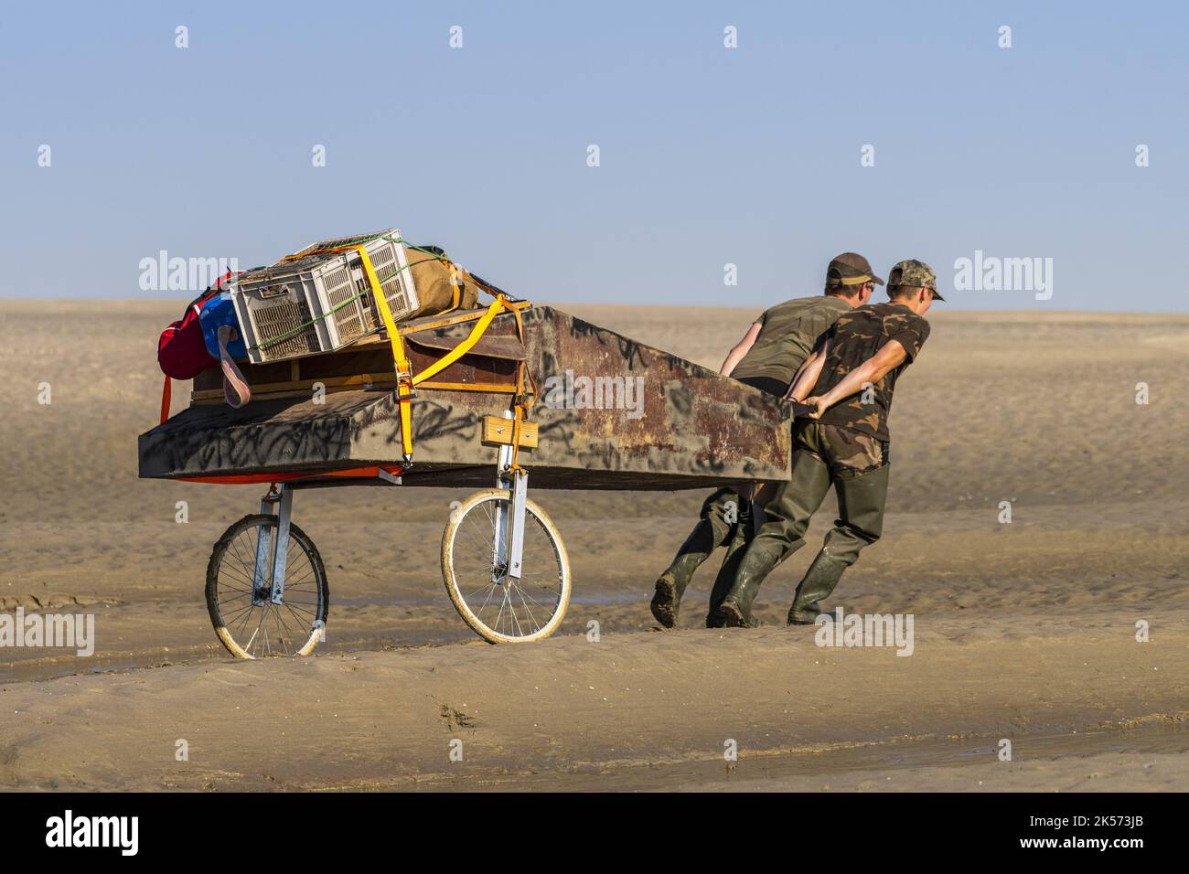 France, Somme, Bay of the Somme, Le Hourdel, two hunters pull their ...