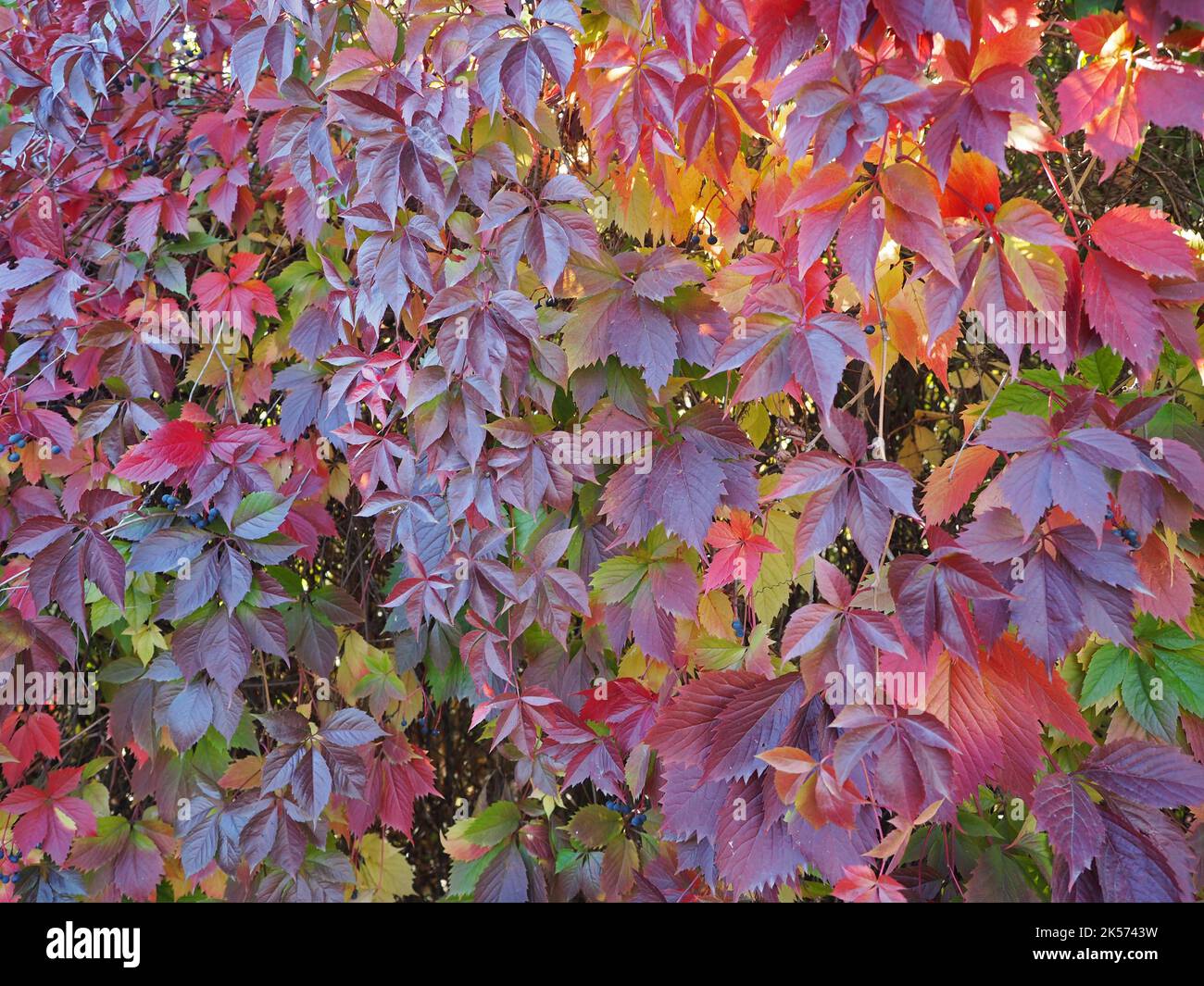 Natural fence background Virginia Creeper Stock Photo - Alamy