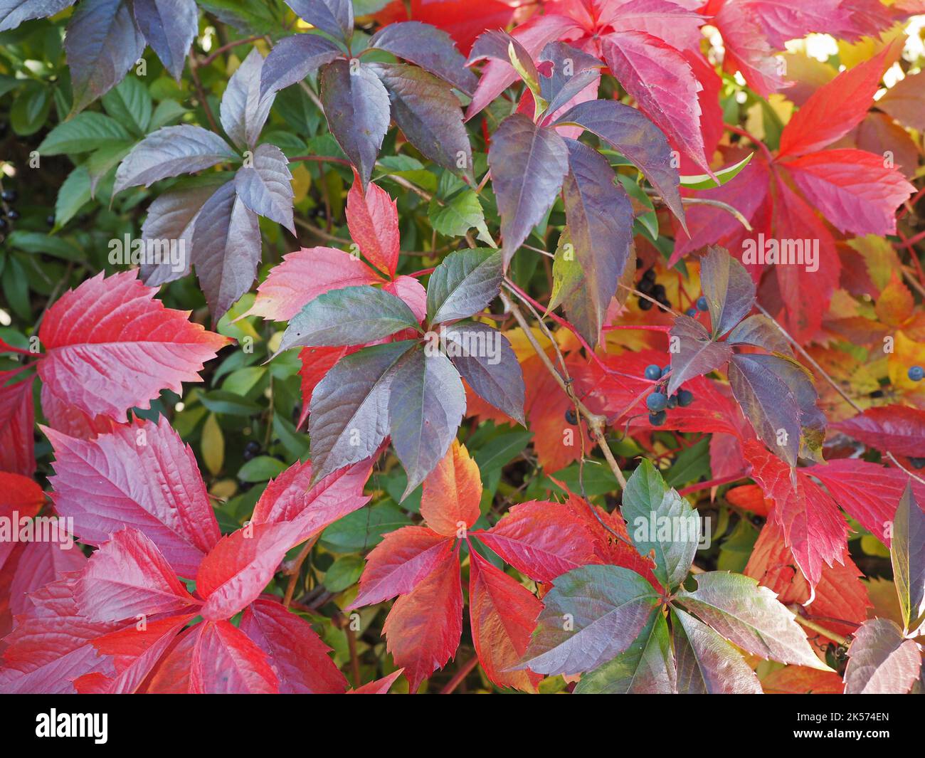 Natural fence background Virginia Creeper Stock Photo - Alamy