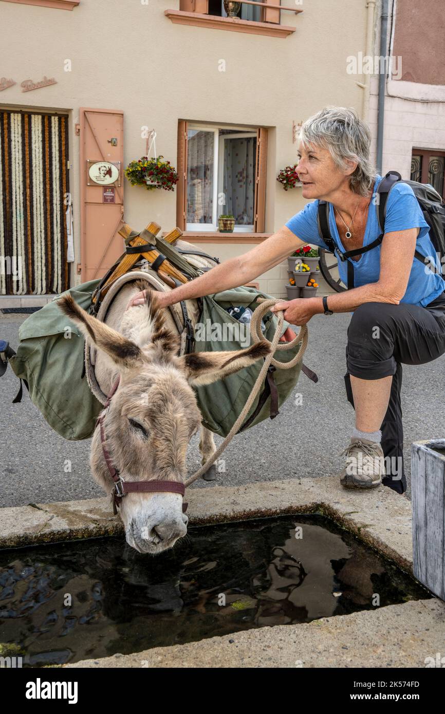 France, Lozere, Luc, hiking with a donkey on the Robert Louis Stevenson ...