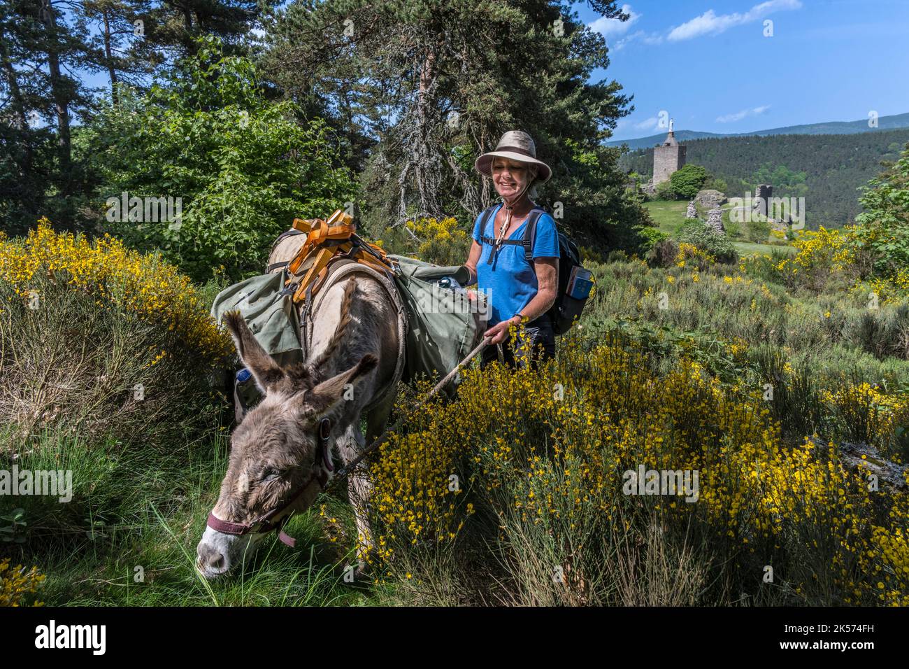 France, Lozere, Luc, hiking with a donkey on the Robert Louis Stevenson ...