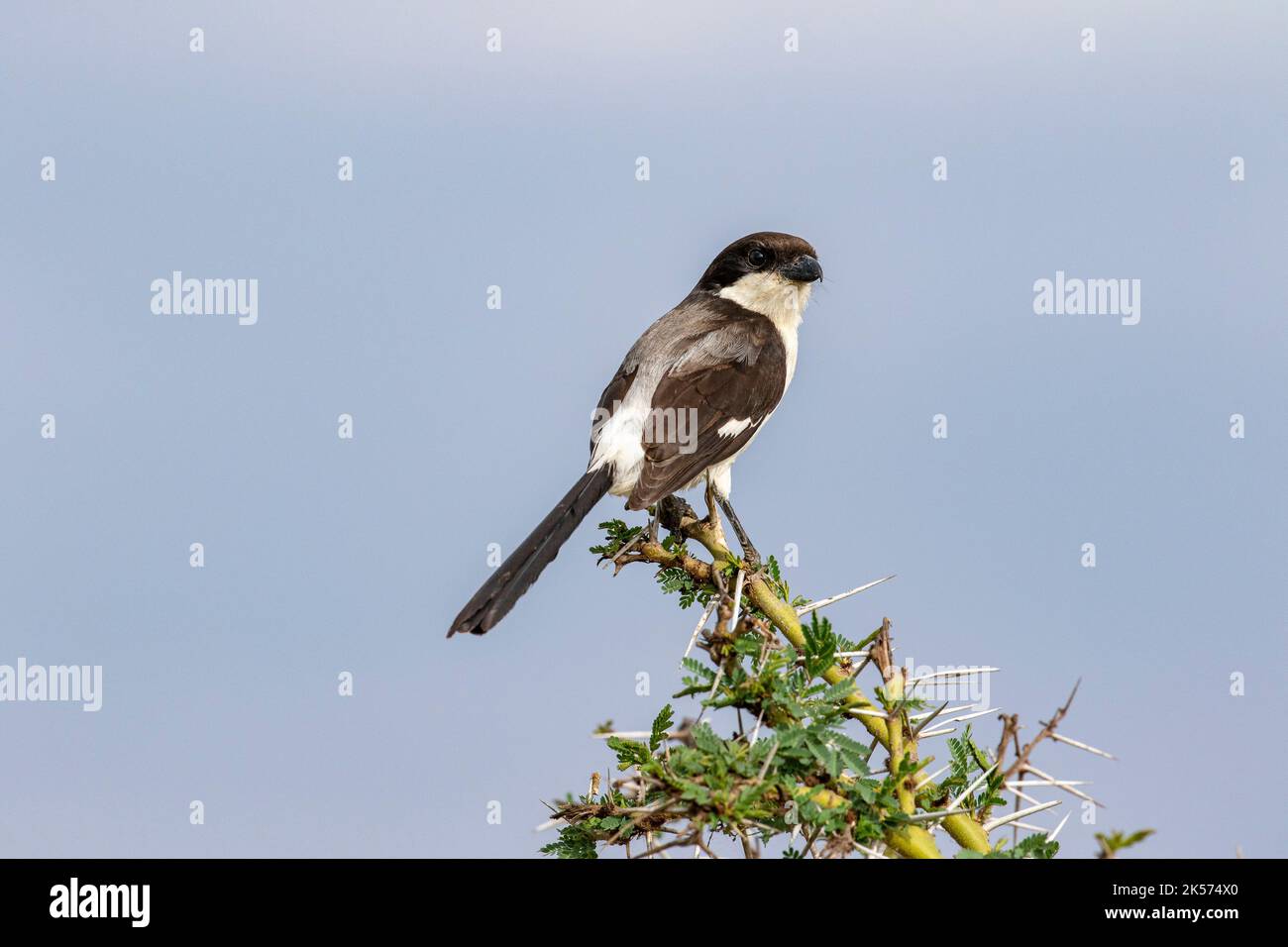 Kenya, Amboseli national park, southern fiscal (Lanius collaris Stock ...