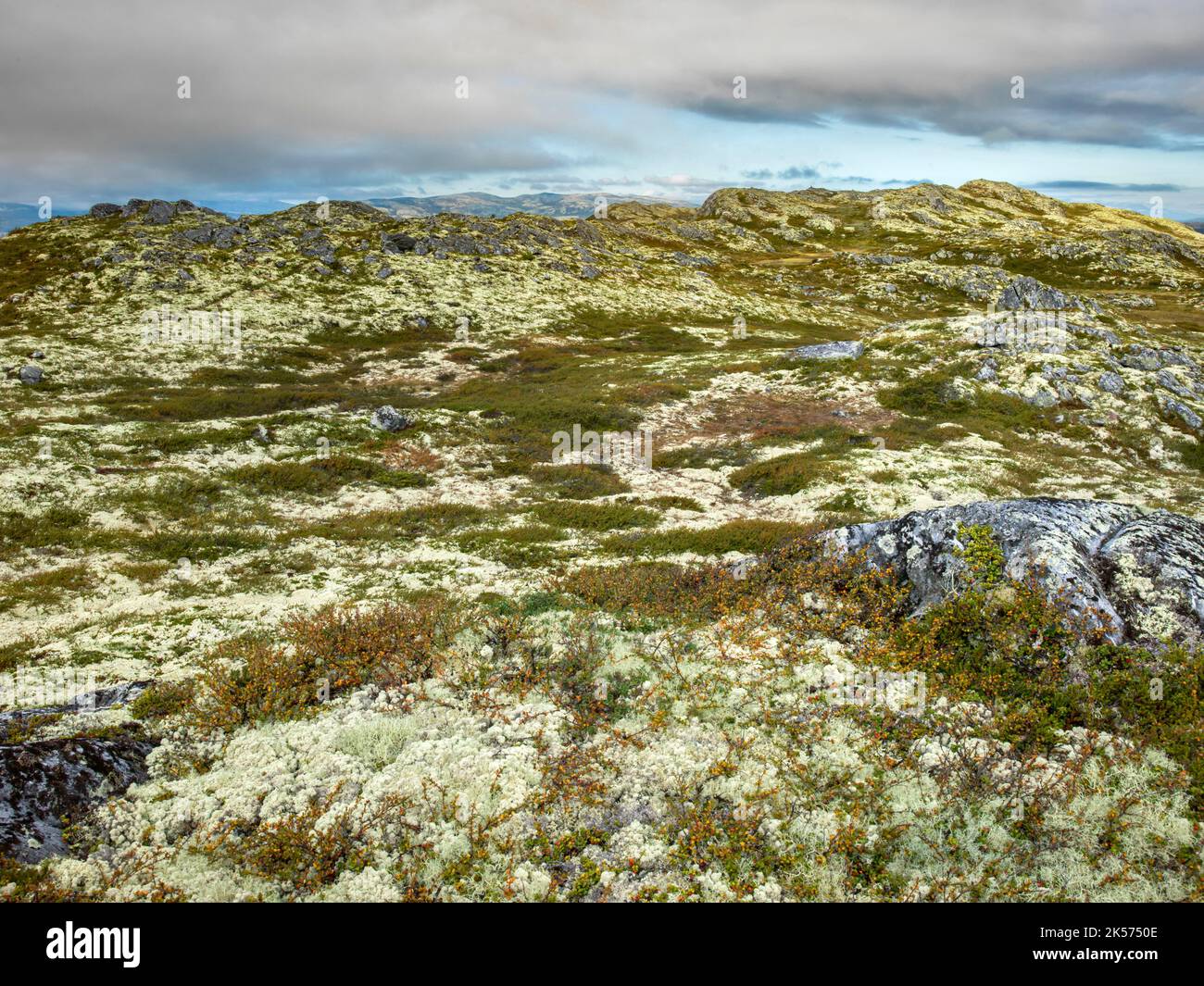 Norway, Inlandet, Otta, Rondan National Park Stock Photo - Alamy