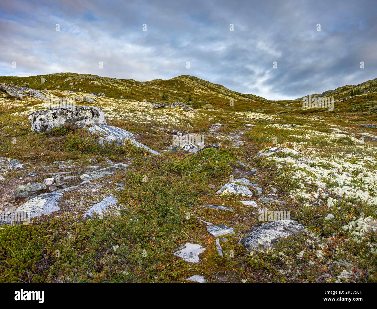 Norway, Inlandet, Otta, Rondan National Park Stock Photo - Alamy