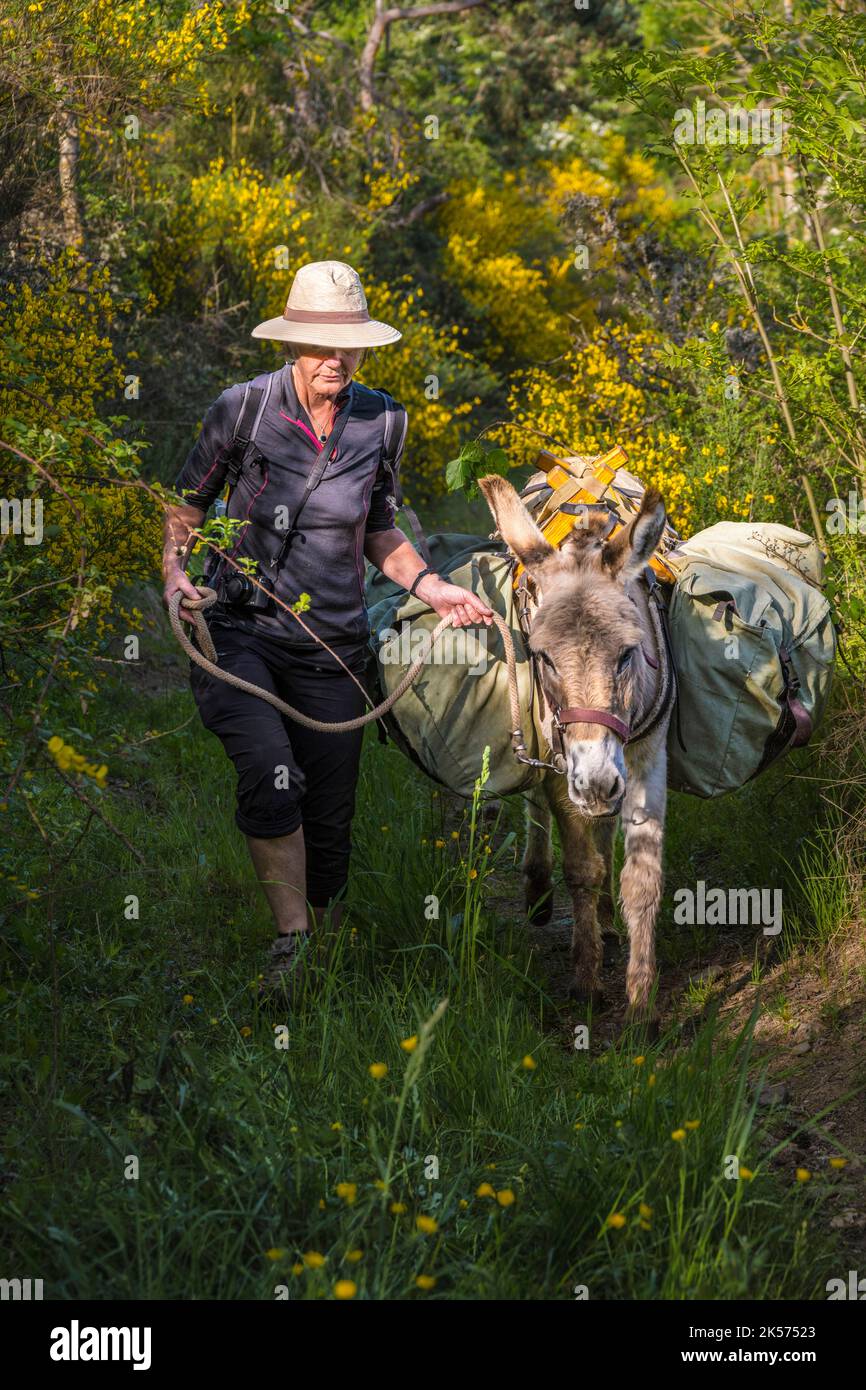 France, Haute Loire, Goudet, hiking with a donkey on the Robert Louis ...