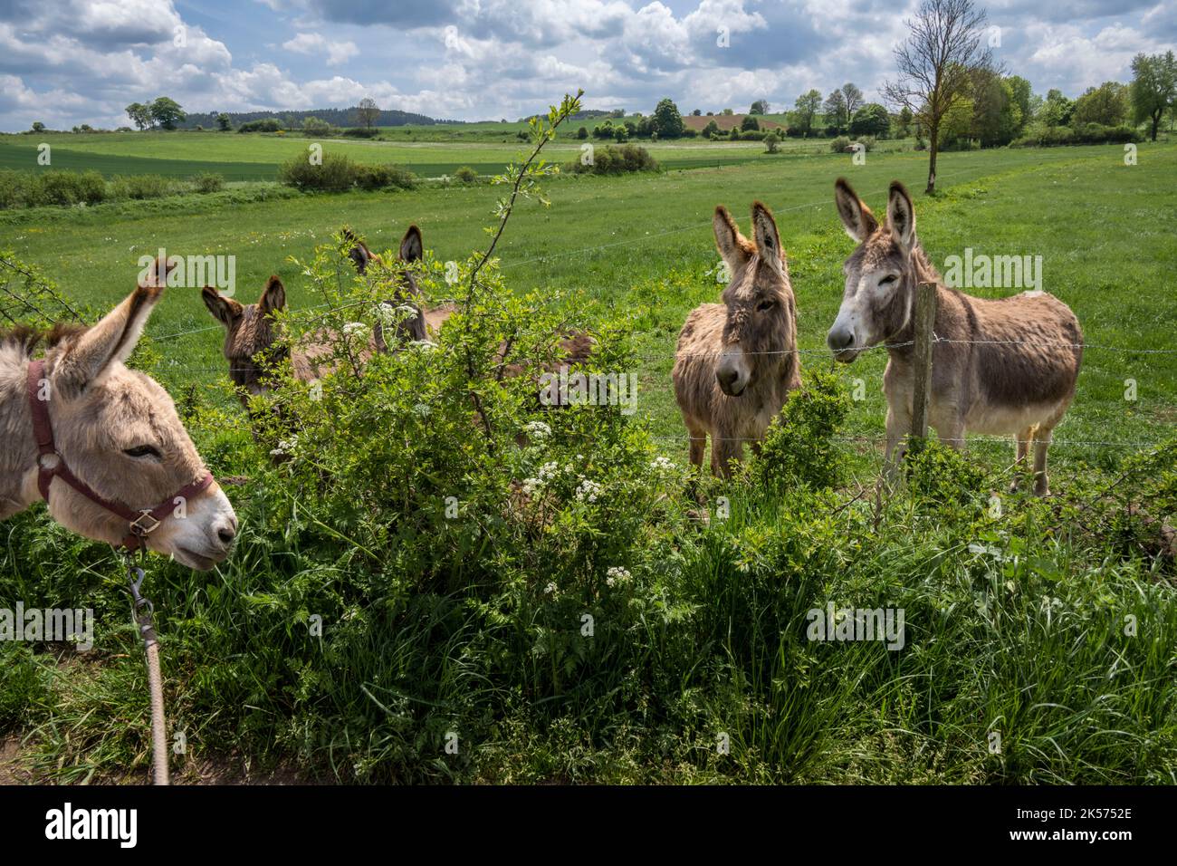 France, Haute Loire, Bargettes, hiking with a donkey on the Robert ...