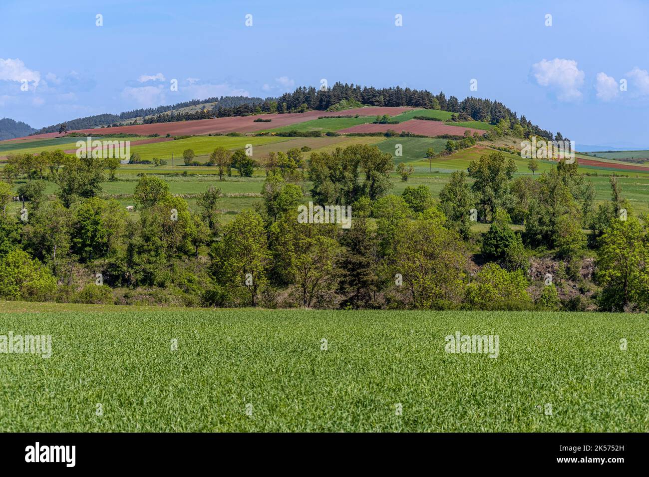 France, Haute Loire, , hiking with a donkey on the Robert Louis ...