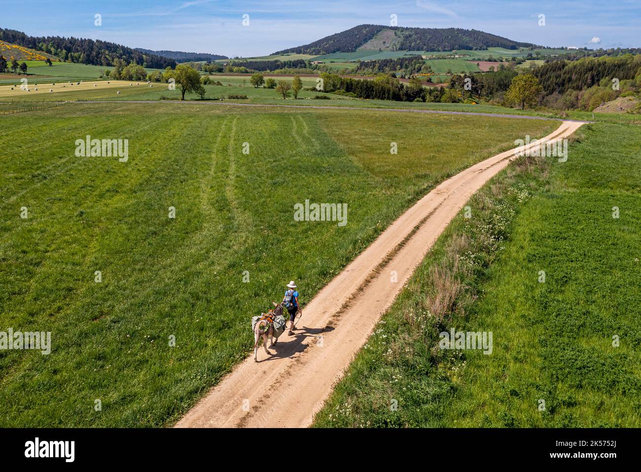 France, Haute Loire, , hiking with a donkey on the Robert Louis ...
