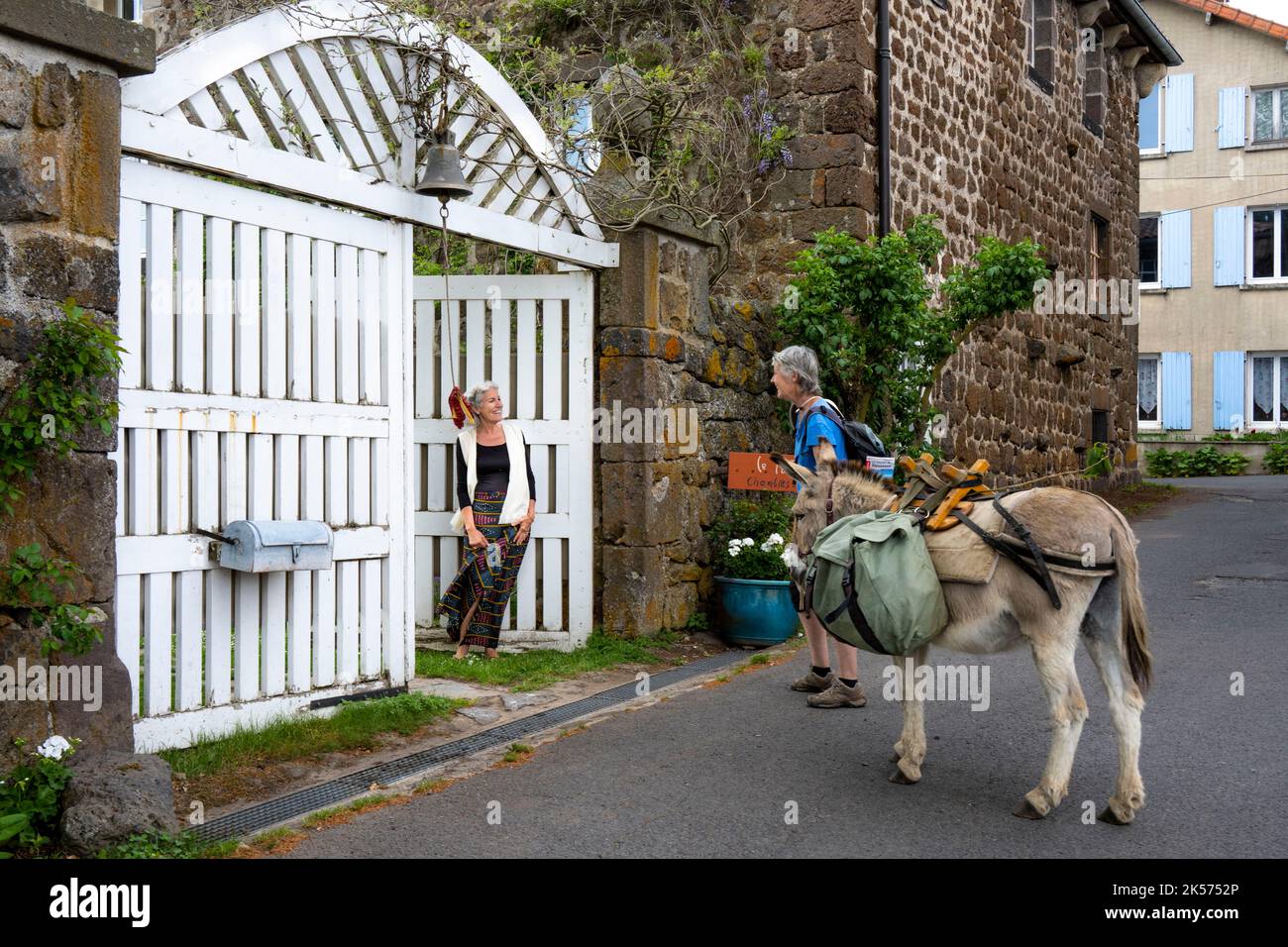 France, Haute Loire, Bouchet-Saint-Nicolas, hiking with a donkey on the ...