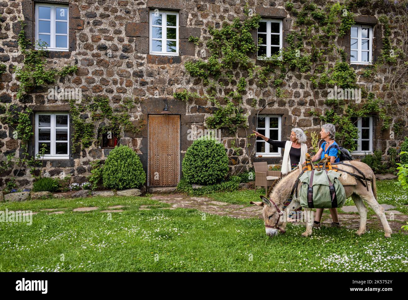 France, Haute Loire, Bouchet-Saint-Nicolas, hiking with a donkey on the ...