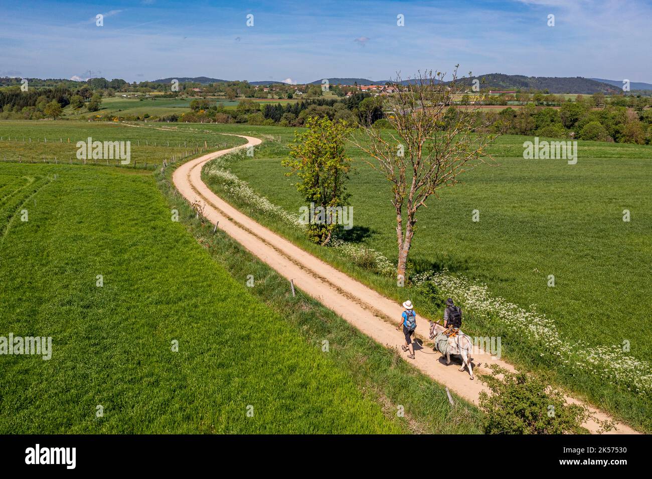 France, Haute Loire, , hiking with a donkey on the Robert Louis ...
