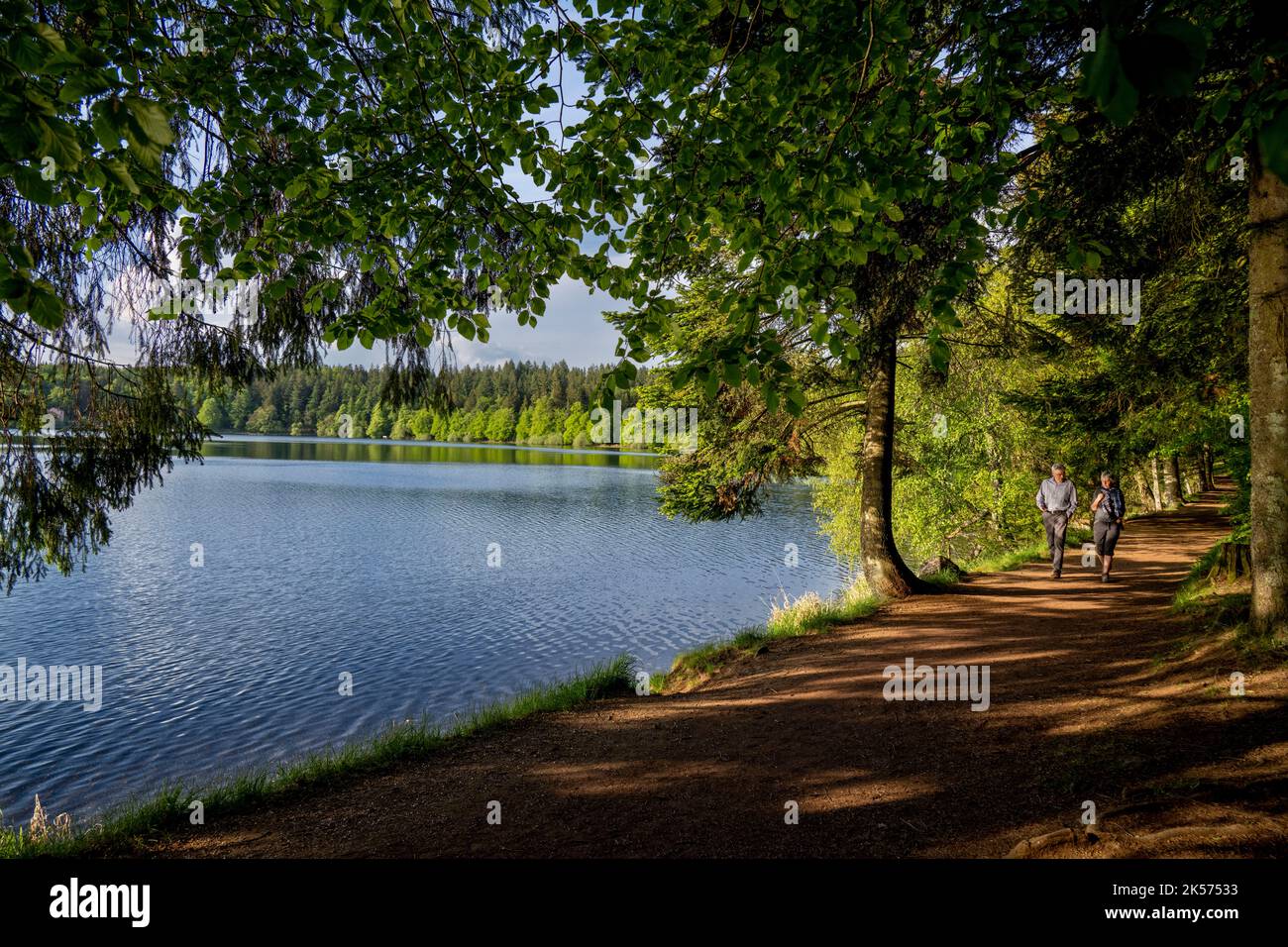 France, Haute Loire, Bouchet-Saint-Nicolas, hiking with a donkey on the ...