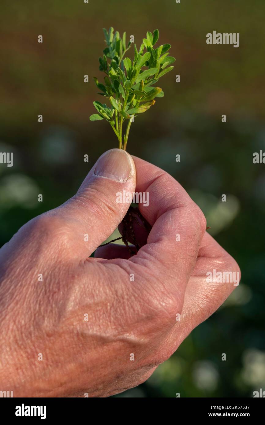 France, Haute Loire, Bouchet-Saint-Nicolas, hiking with a donkey on the ...