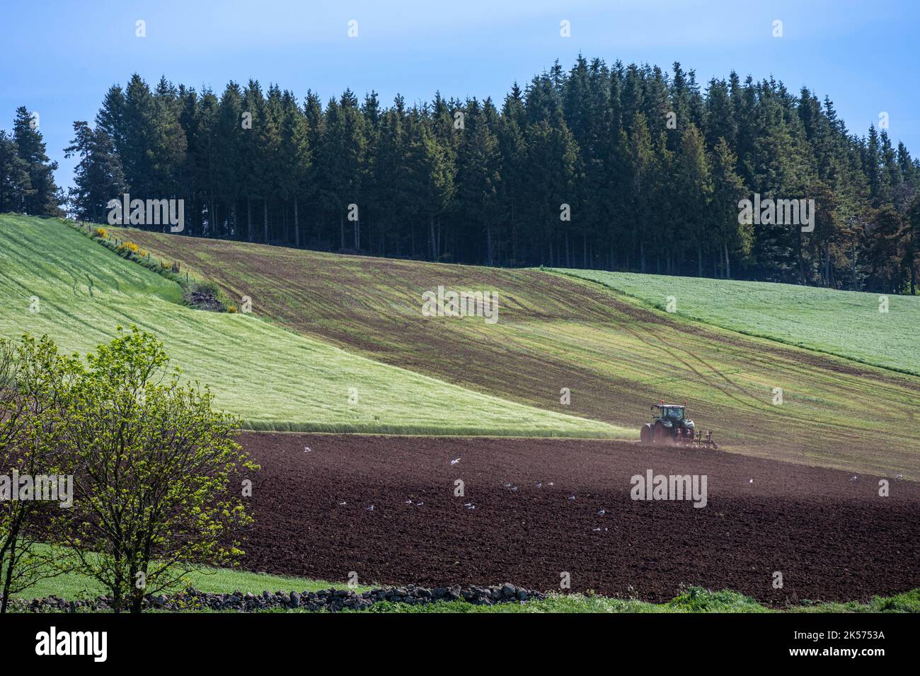 France, Haute Loire, Bouchet-Saint-Nicolas, hiking with a donkey on the ...