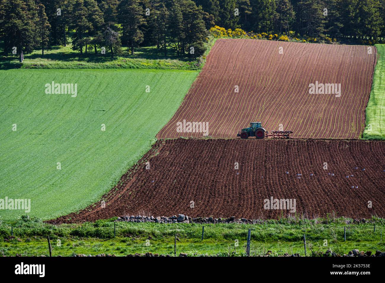 France, Haute Loire, , hiking with a donkey on the Robert Louis ...