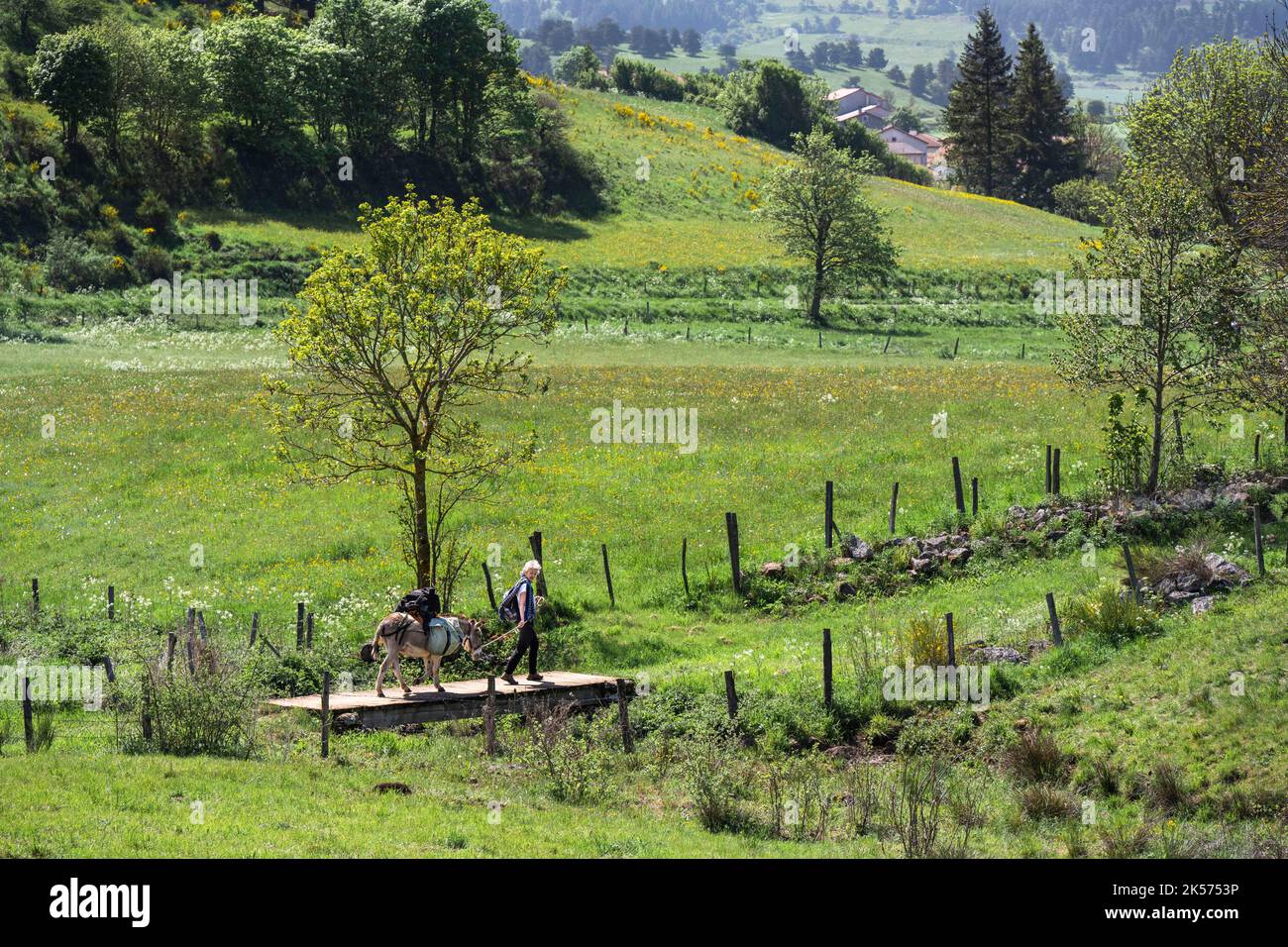 France, Haute Loire, Landos, hiking with a donkey on the Robert Louis ...