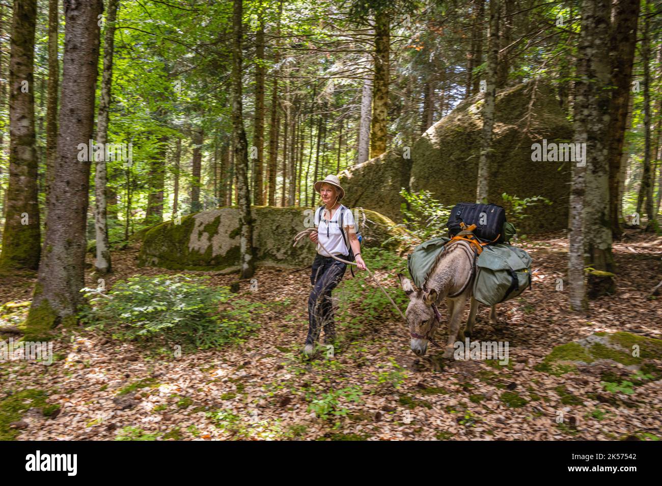France, Lozere, Saint-Flour-de-Mercoire, Margeride forests, hiking with ...